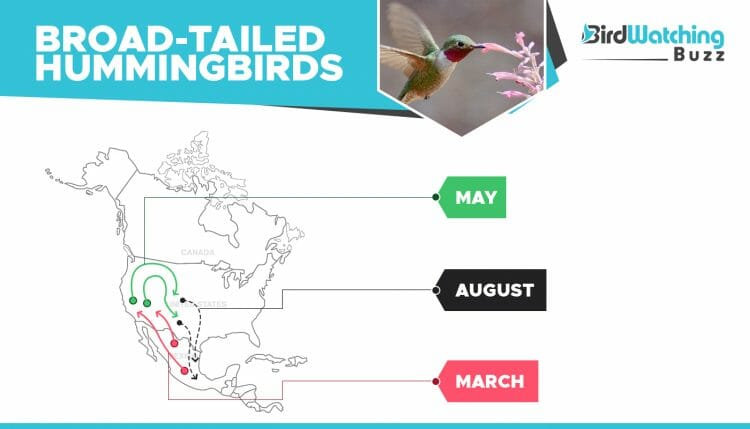 When Do Hummingbirds Migrate? - Birdwatching Buzz