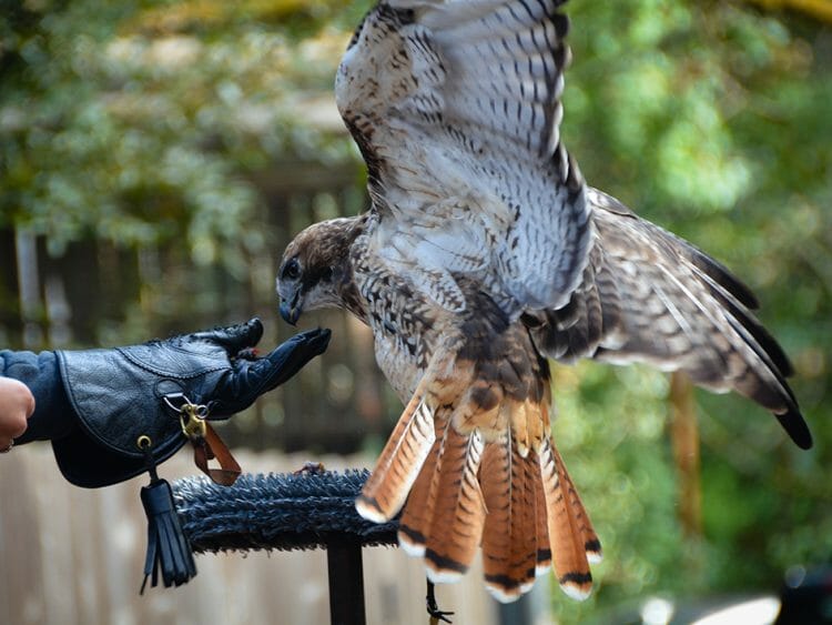 How Big Is A Red Tailed Hawk? - Birdwatching Buzz