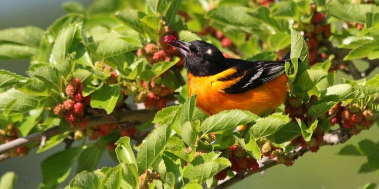How To Attract Orioles [Our 7 Tips That WORK!] - Birdwatching Buzz