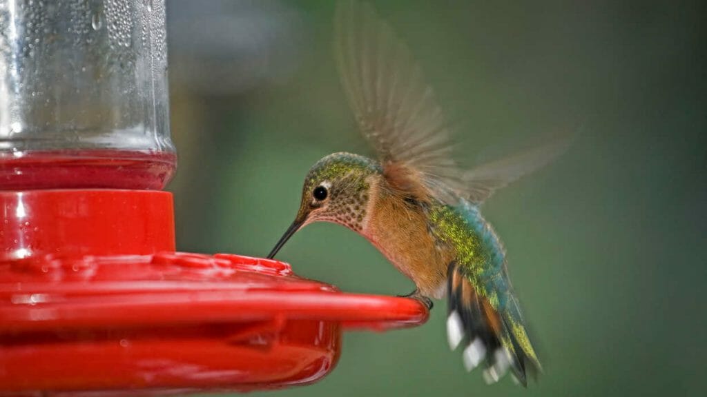 Why Exactly Is Hummingbird Food Red? - Birdwatching Buzz