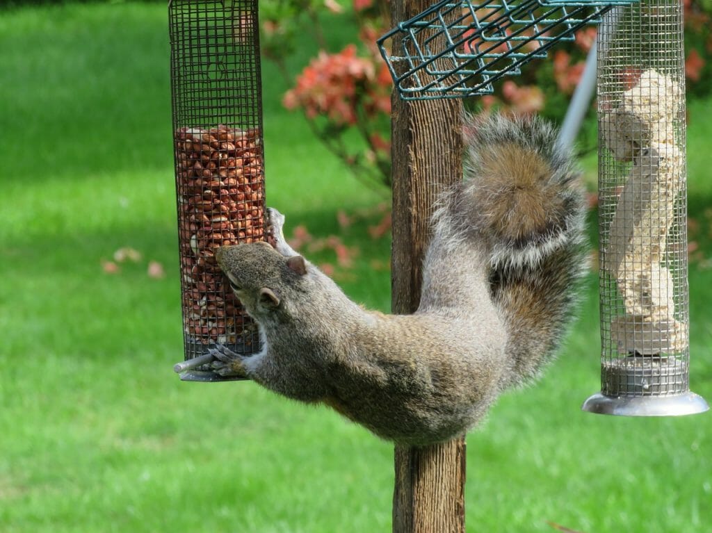 5 Best Squirrel Proof Bird Feeders [2022 Buying Guide And Reviews