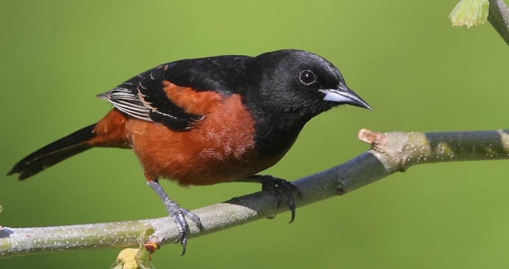Orchard Oriole vs Baltimore Oriole: How Do They Compare - Birdwatching Buzz