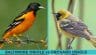 Orchard Oriole vs Baltimore Oriole: How Do They Compare - Birdwatching Buzz