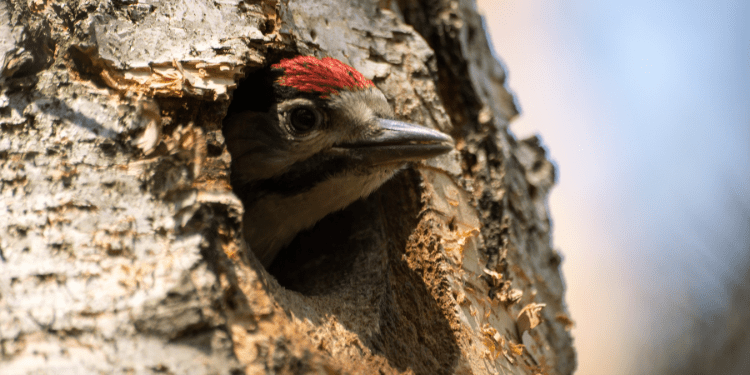 Why Do Woodpeckers Peck Wood? [Food, Nesting & Territory ...