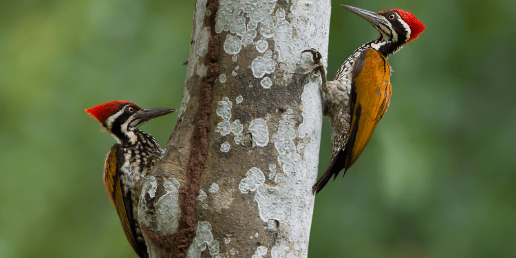 Why Do Woodpeckers Peck Wood? [Food, Nesting & Territory ...