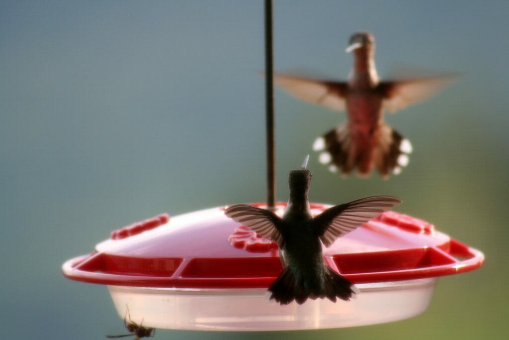 Are Hummingbirds Territorial? [Learn Why They Fight So Much ...