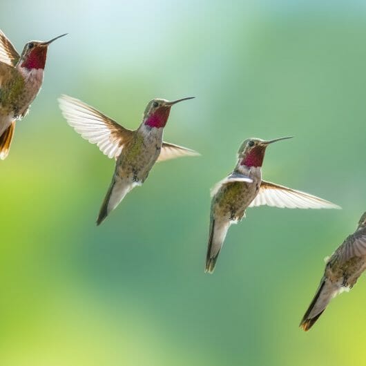 Do Hummingbirds Eat Bugs? [13 Bugs On Their Menu!] - Birdwatching Buzz