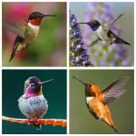 Hummingbird Facts for Kids [20 Amazing Facts!] | Birdwatching Buzz