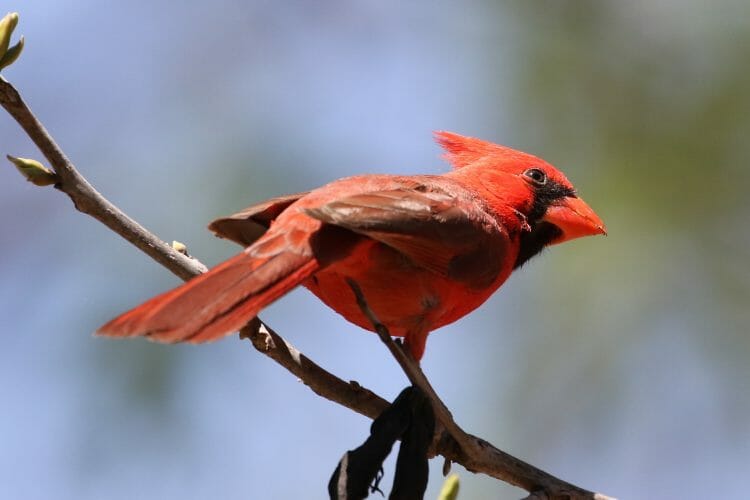 Are There Blue Cardinals? - Birdwatching Buzz