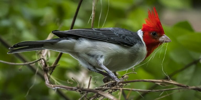 Are There Blue Cardinals? - Birdwatching Buzz