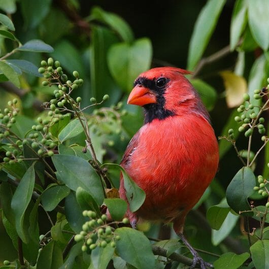When Do Cardinals Lay Eggs Birdwatching Buzz