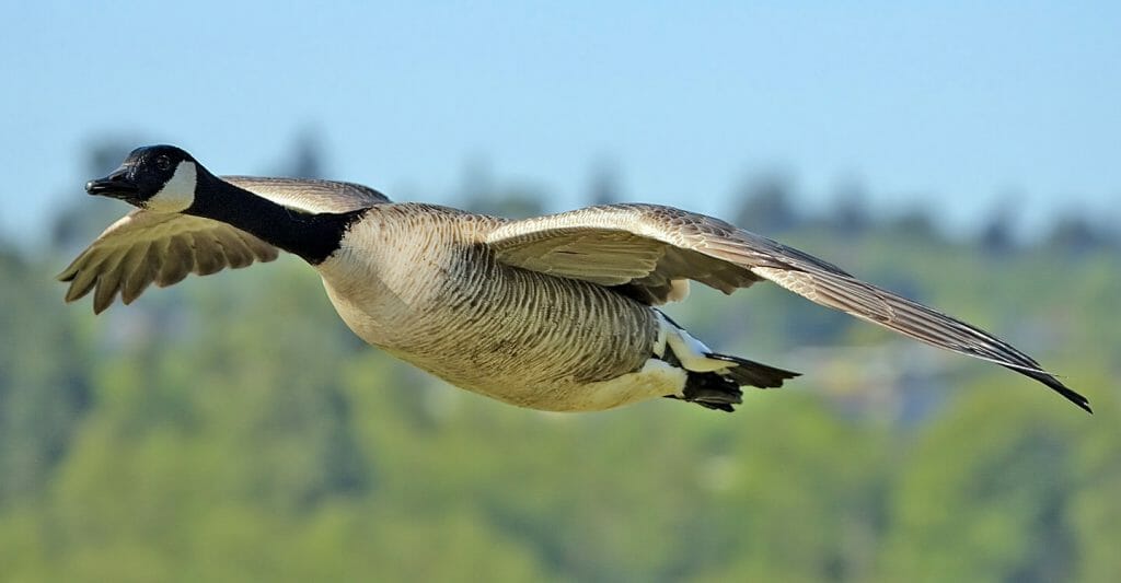 Do Hummingbirds Migrate On The Back Of Geese!? - Birdwatching Buzz