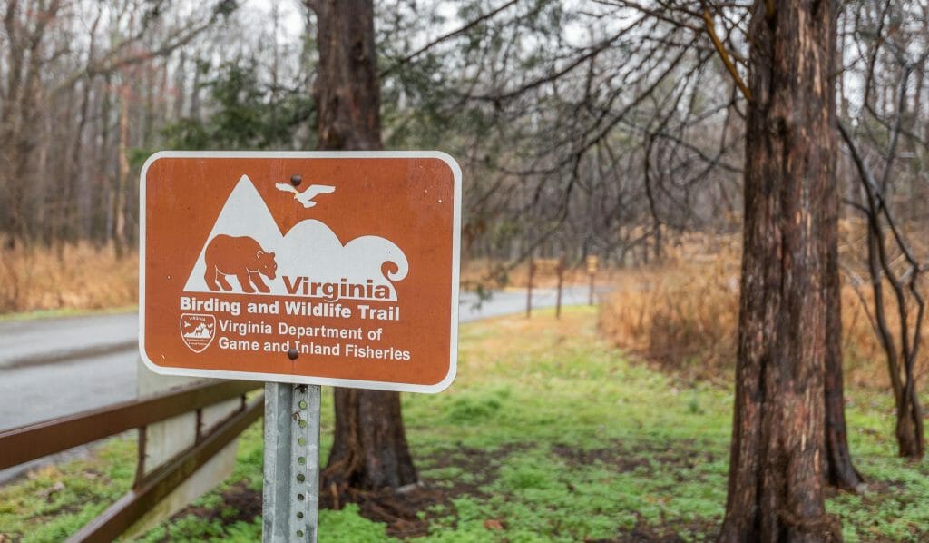Hawks In Virginia: 8 Fantastic Birding Locations - Birdwatching Buzz
