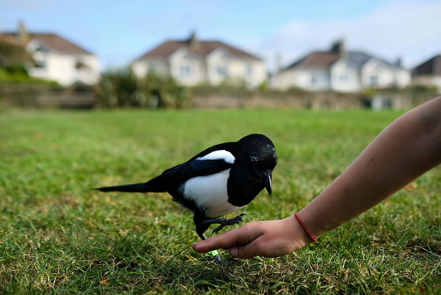 Are Magpies Lucky or Unlucky? [Mischief & Myths] - Birdwatching Buzz