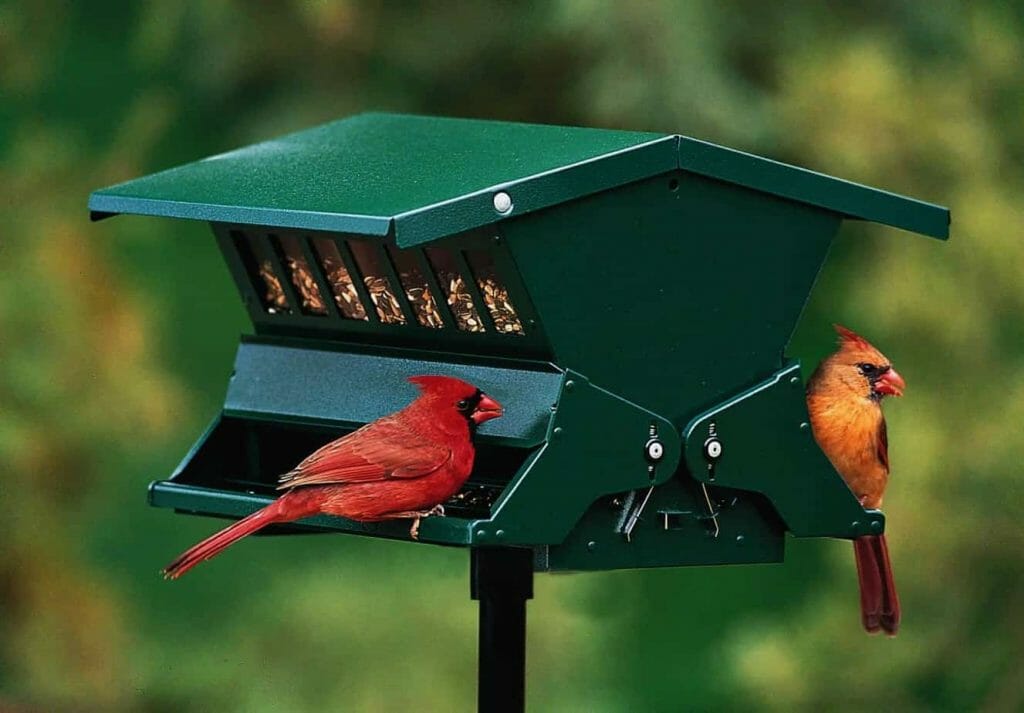 Do Cardinal Birds Mate for Life? - Birdwatching Buzz