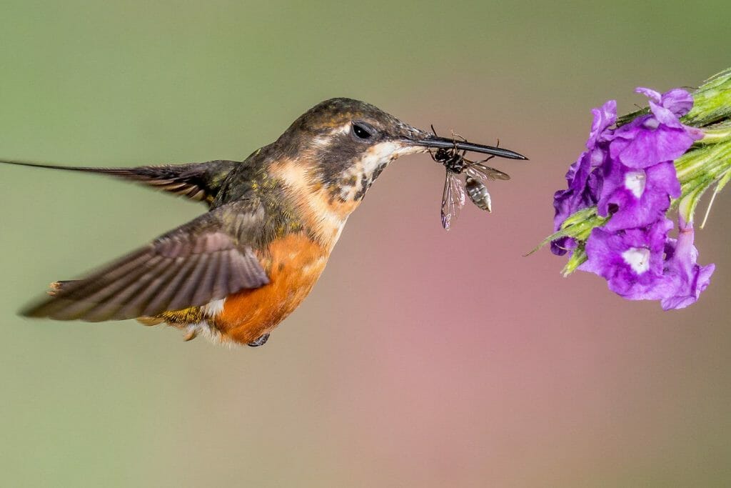 Do Birds Have Teeth? This May Surprise You! - Birdwatching Buzz