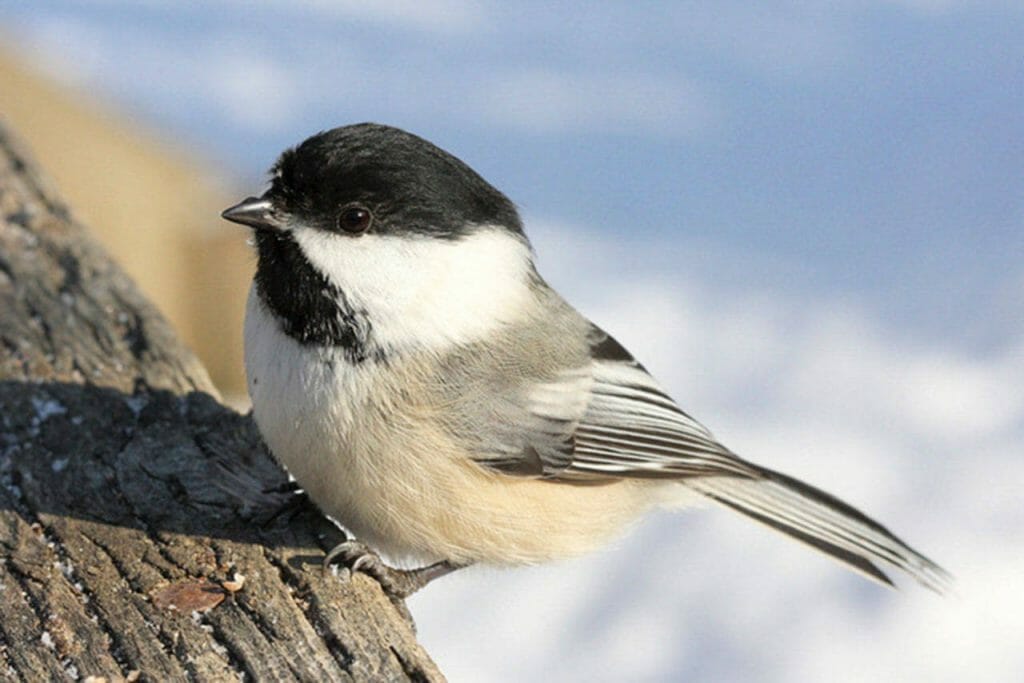 Bird Superstitions [From Doom to Poop: 15 Infamous Facts ...