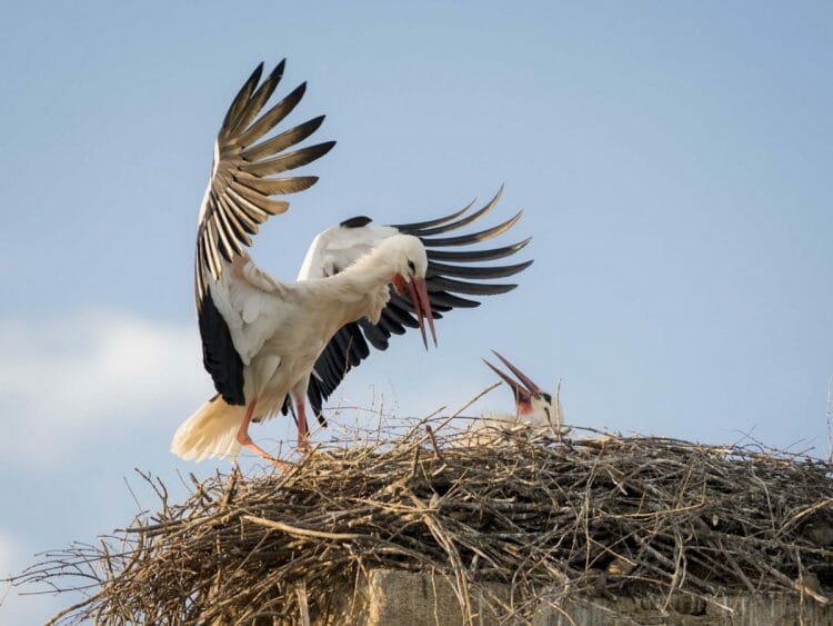 What Do Birds Do When Their Nest Is Destroyed? - Birdwatching Buzz