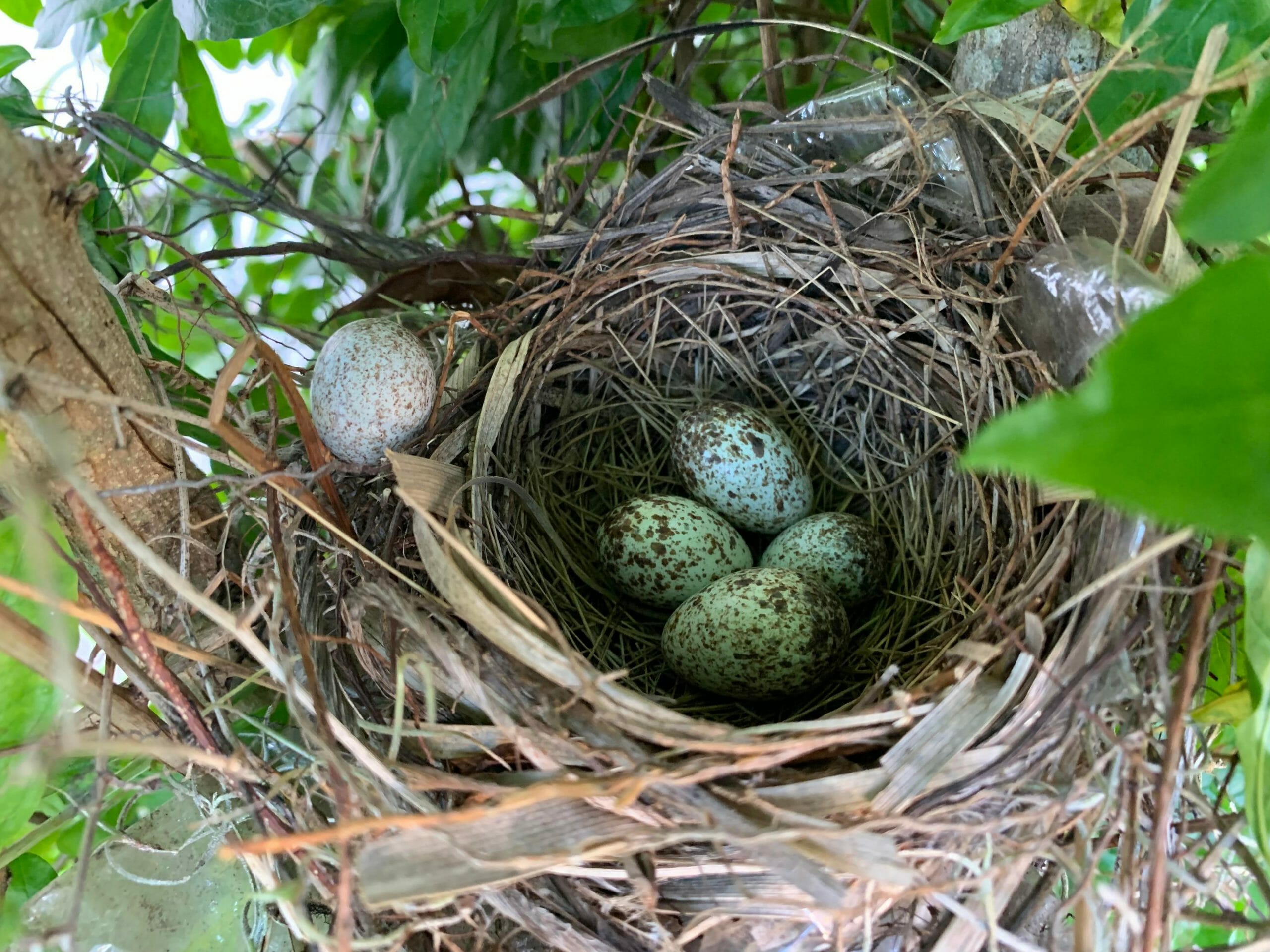 When Do Cardinals Lay Eggs Birdwatching Buzz