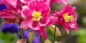 30 Beautiful Flowers To Attract Hummingbirds | Birdwatching Buzz