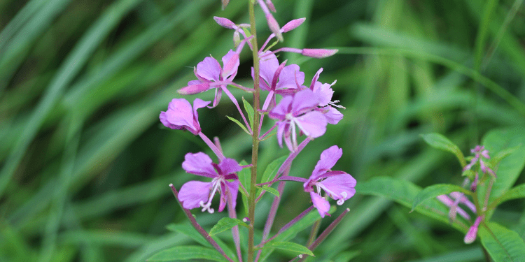 30 Beautiful Flowers To Attract Hummingbirds - Birdwatching Buzz
