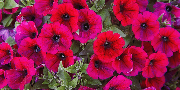 30 Beautiful Flowers To Attract Hummingbirds - Birdwatching Buzz