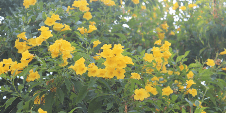 30 Beautiful Flowers To Attract Hummingbirds - Birdwatching Buzz