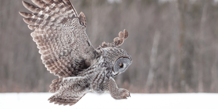 What Are Hawks Afraid Of? [Which Animals Prey on Hawks?] - Birdwatching ...