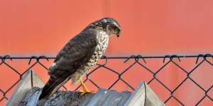What Are Hawks Afraid Of? [Which Animals Prey on Hawks?] - Birdwatching ...