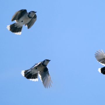 Blue Jay Eggs: Everything You Need to Know - Birdwatching Buzz