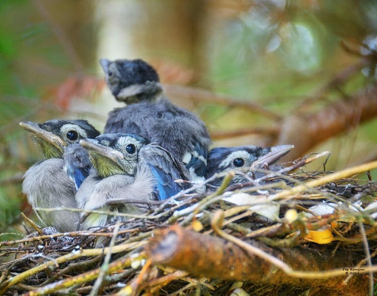 How Long Do Blue Jays Live? [Learn Their Life Cycle] - Birdwatching Buzz