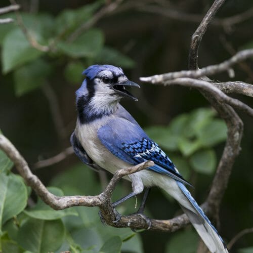 Are Blue Jays Aggressive Birds? ..or Is It Just Territorial Behaviour ...