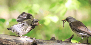 How Do Birds Find Worms? [The 3 Key Senses] - Birdwatching Buzz