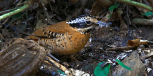 How Do Birds Find Worms? [The 3 Key Senses] - Birdwatching Buzz