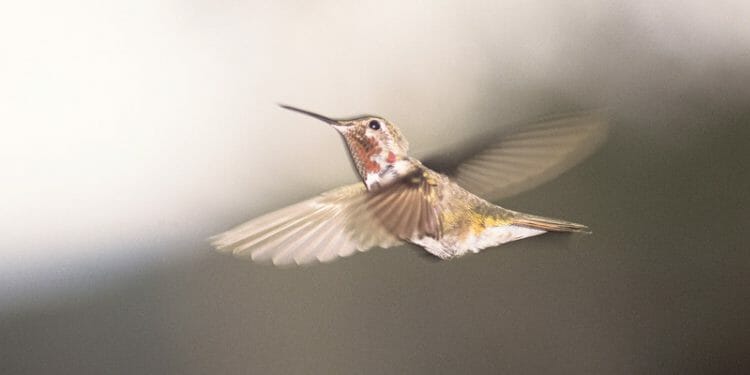 How High Do Hummingbirds Fly? - Birdwatching Buzz