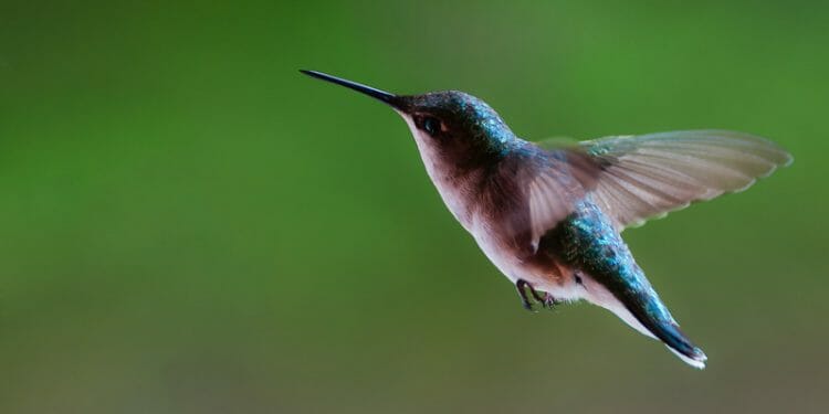 How High Do Hummingbirds Fly? - Birdwatching Buzz