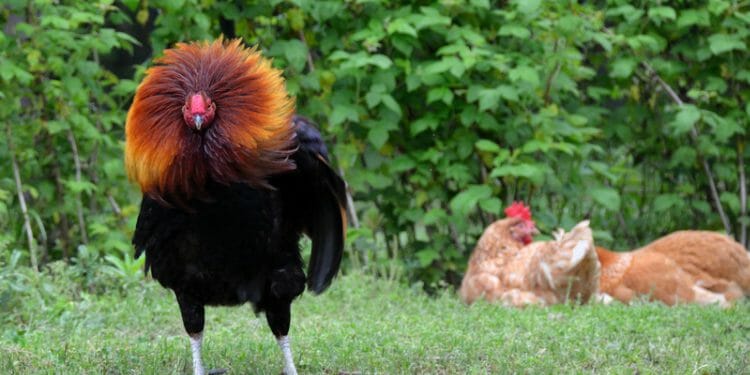 Why Do Birds Fluff Up Their Feathers? - Birdwatching Buzz