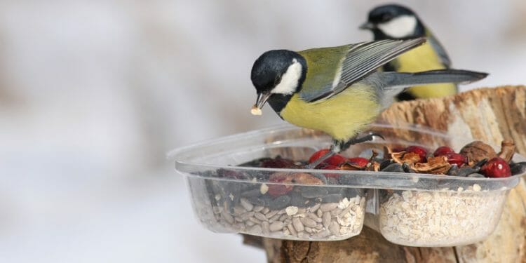 Do Birds Get Cold? [Learn How They Cope With Winter] - Birdwatching Buzz