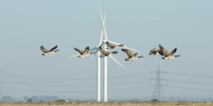 Do Windmills Kill Birds? [We've Got The Research!] - Birdwatching Buzz