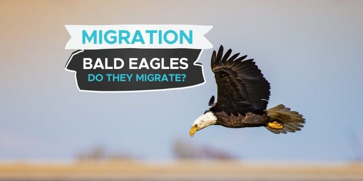 Do Bald Eagles Migrate? [Yes & No.. Read On!] - Birdwatching Buzz