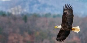How High Do Eagles Fly? [You Won't Believe It!] - Birdwatching Buzz