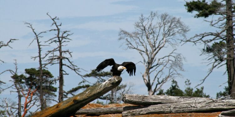 Where Do Bald Eagles Live? [Popular North American Territories ...