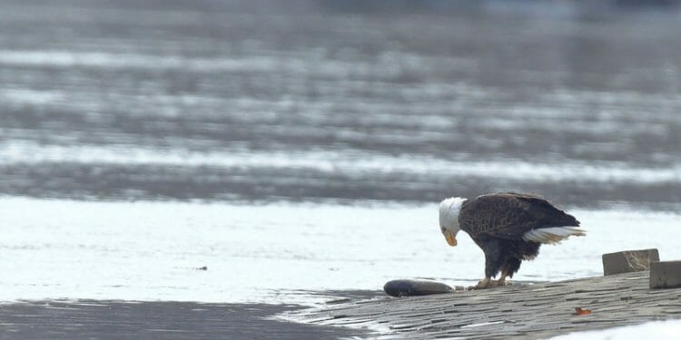 Where Do Bald Eagles Live? [Popular North American Territories ...