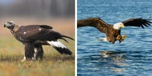 Golden Eagle vs Bald Eagle: What’s The Difference? - Birdwatching Buzz
