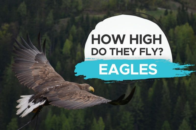 Eagles Archives - Birdwatching Buzz