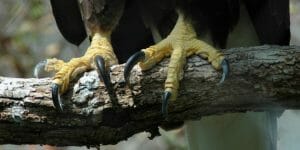 How Strong Is An Eagle? [Learn Which Eagle Is Strongest] - Birdwatching ...