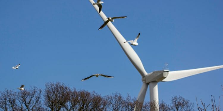 Do Windmills Kill Birds? [We've Got The Research!] - Birdwatching Buzz