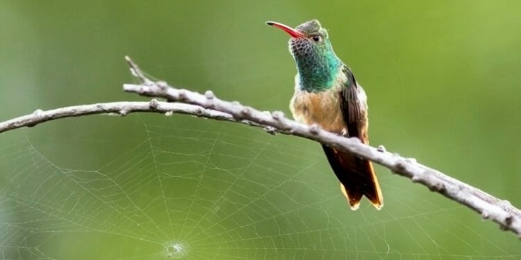Hummingbirds in Florida [11 Amazing Species To See] - Birdwatching Buzz