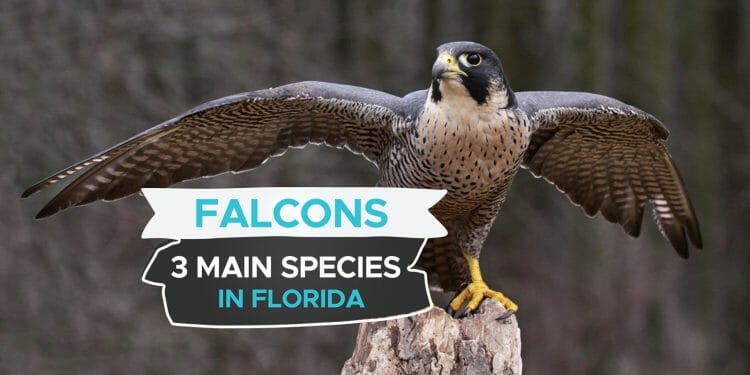 Falcons in Florida [Our Guide to the 3 Main Species] - Birdwatching Buzz