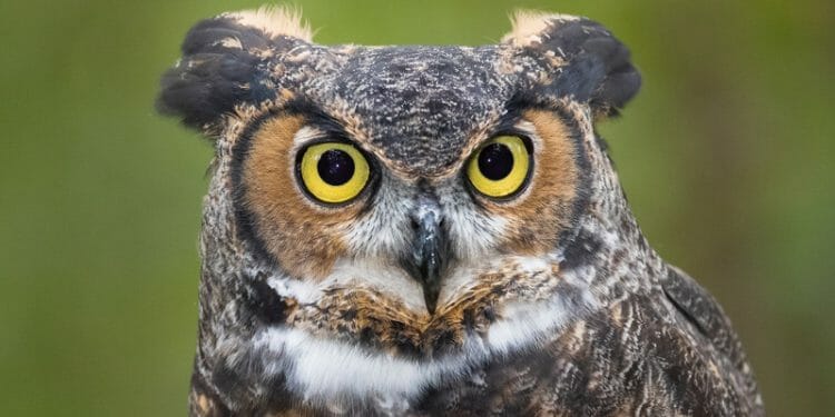 Owls In Florida [7 Common Nocturnal Species] - Birdwatching Buzz